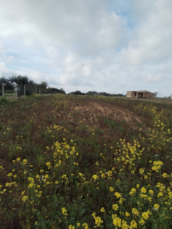 Terreno agricolo in vendita a Caltagirone