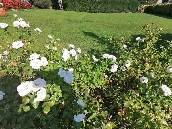 Villa in vendita a Pescaglia