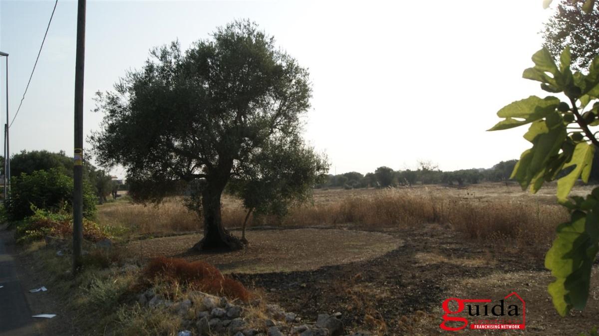Terreno agricolo in vendita a Matino