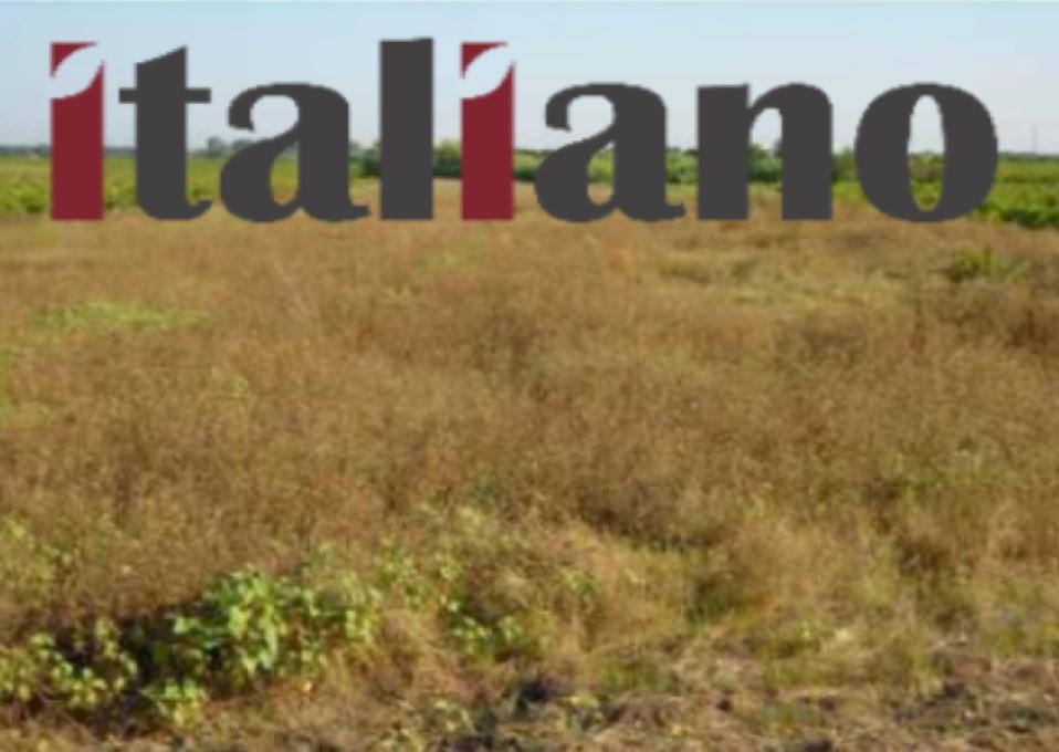 Terreno agricolo in vendita a Matino