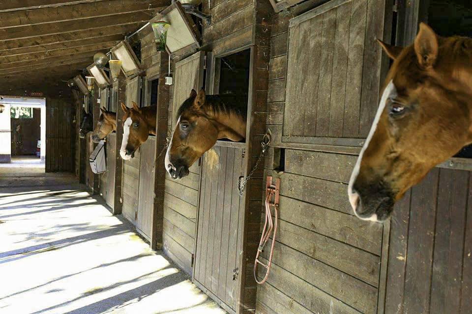 Esercizio commerciale in vendita a Pesaro