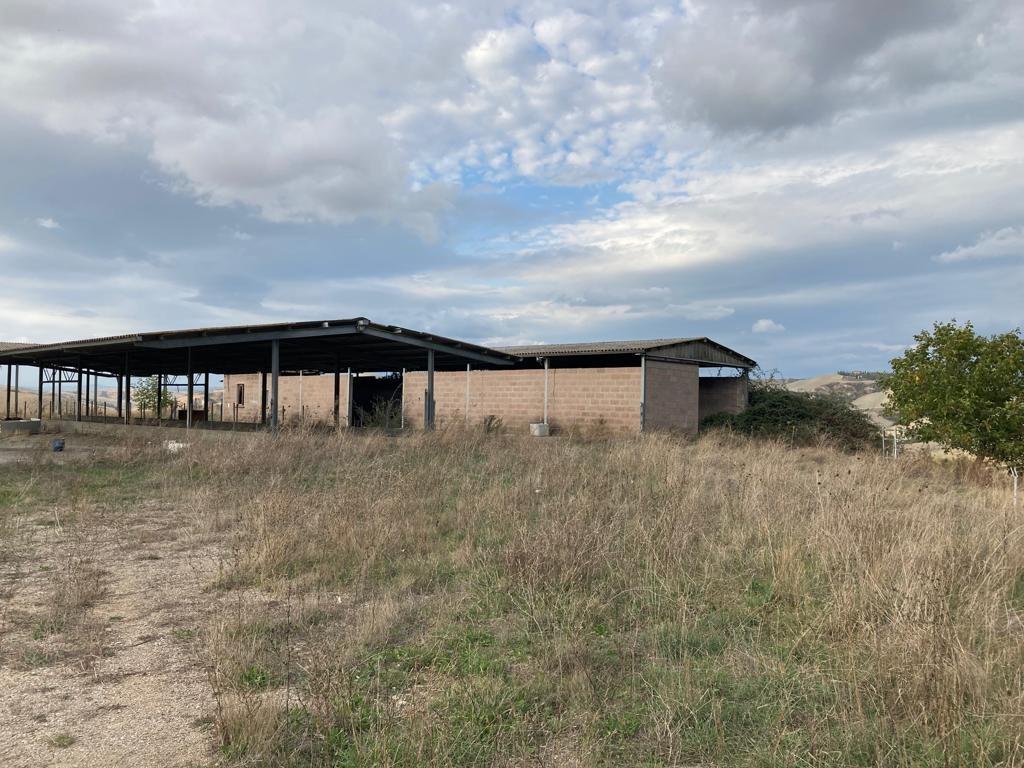 Terreno agricolo in vendita a Asciano