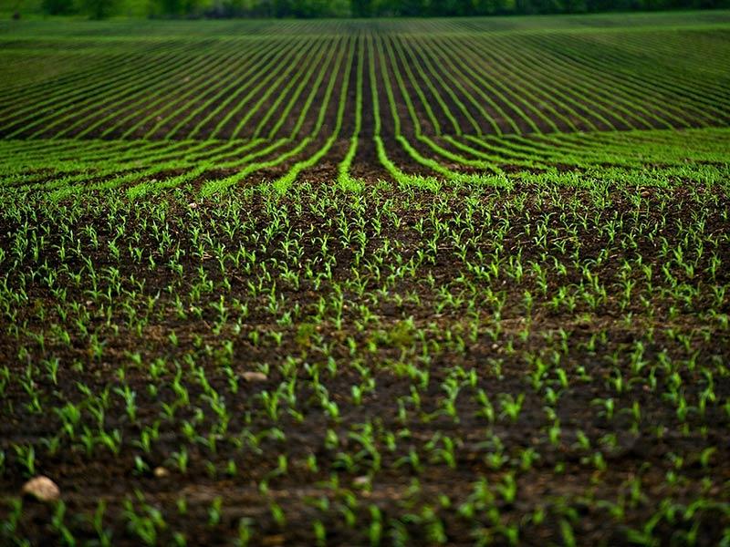 Terreno agricolo in vendita a Uta