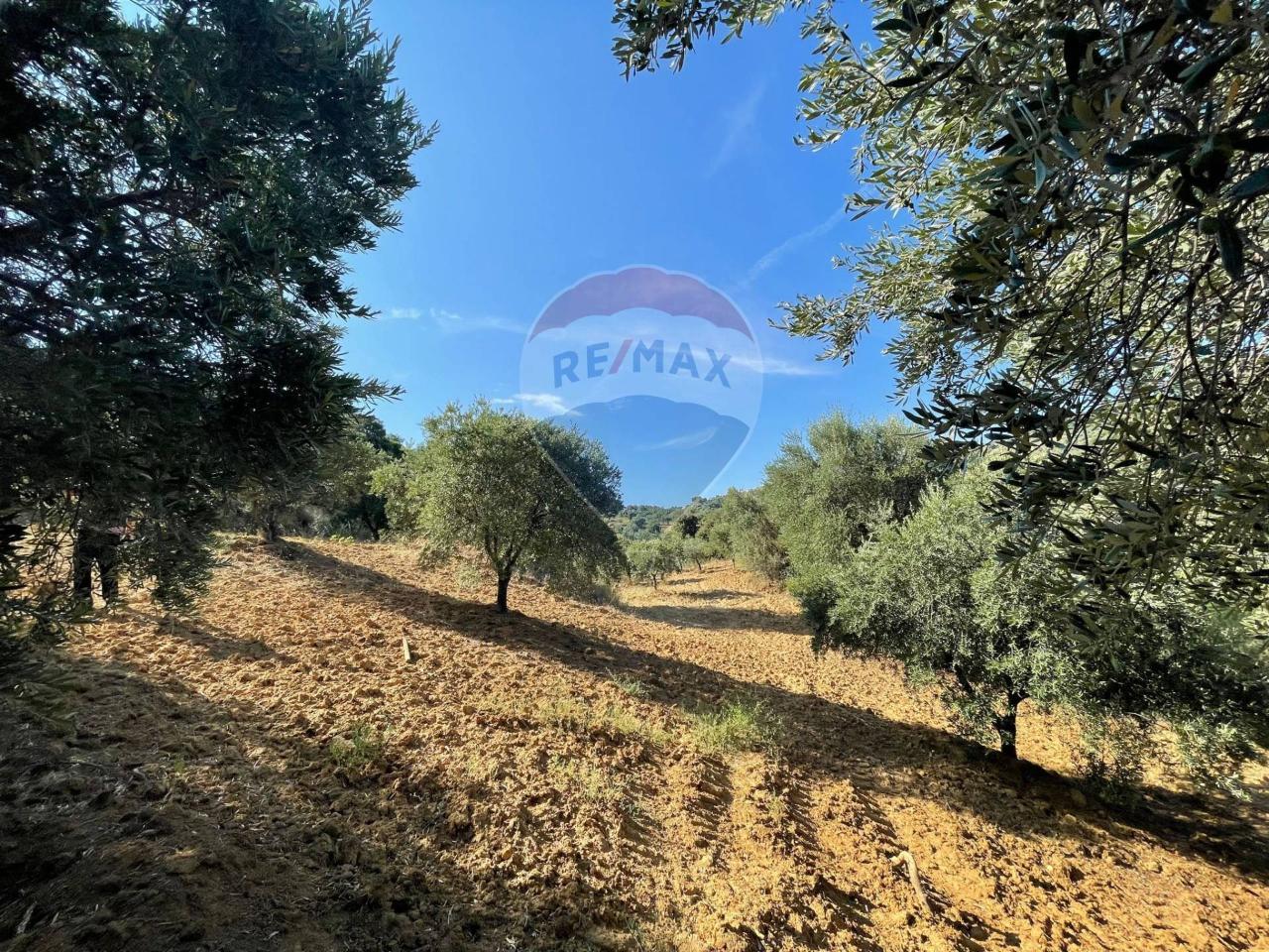 Terreno agricolo in vendita a San Demetrio Corone