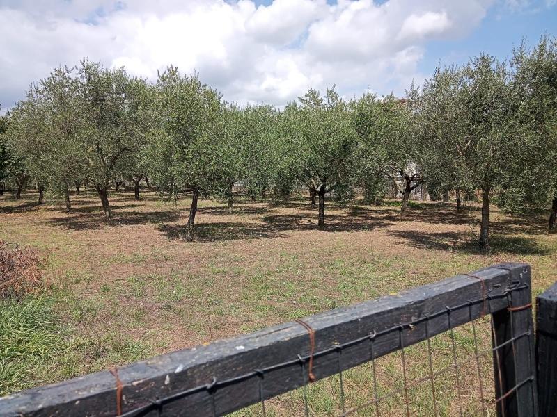 Terreno edificabile in vendita a Caianello