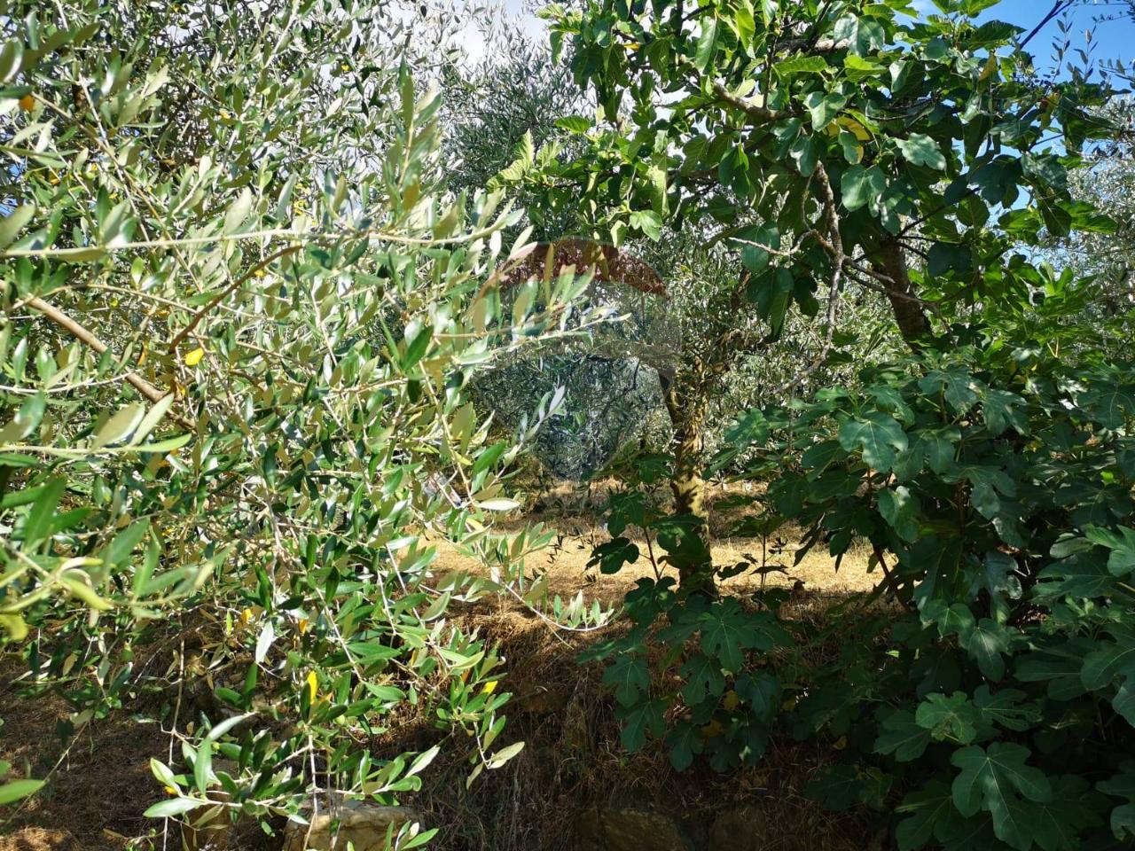 Terreno agricolo in vendita a Bucine