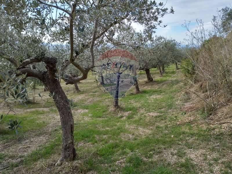 Terreno agricolo in vendita a Spello