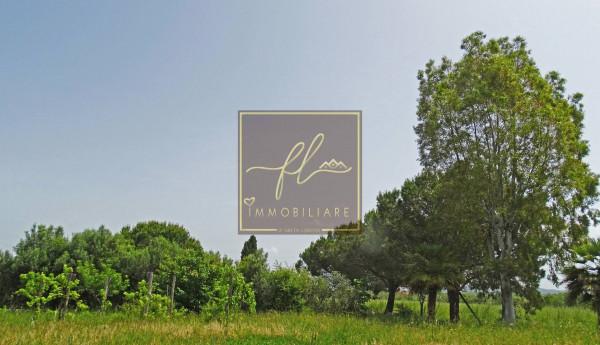 Terreno agricolo in vendita a Cecina