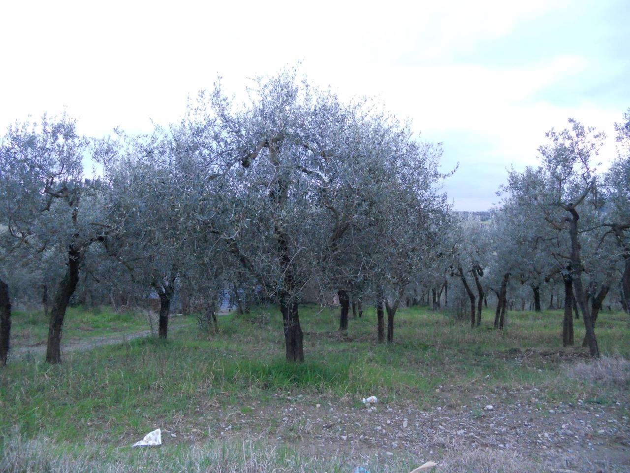 Terreno agricolo in vendita a Montespertoli
