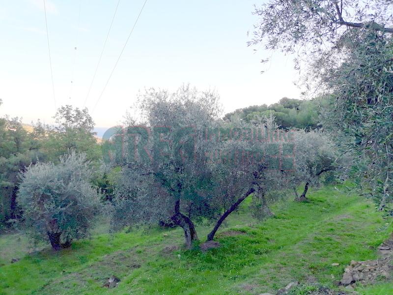 Terreno agricolo in vendita a San Bartolomeo Al Mare