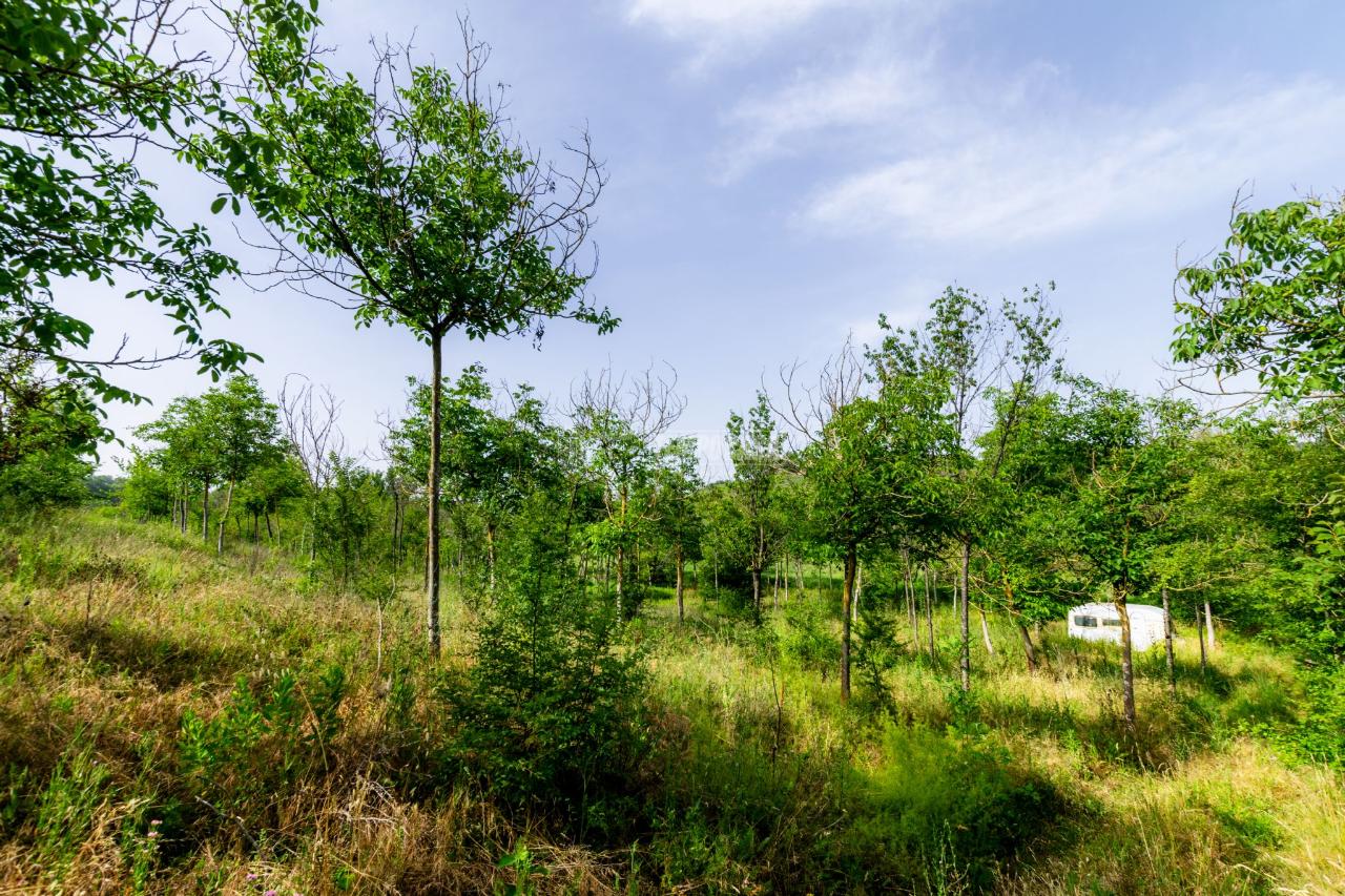 Terreno agricolo in vendita a Corridonia
