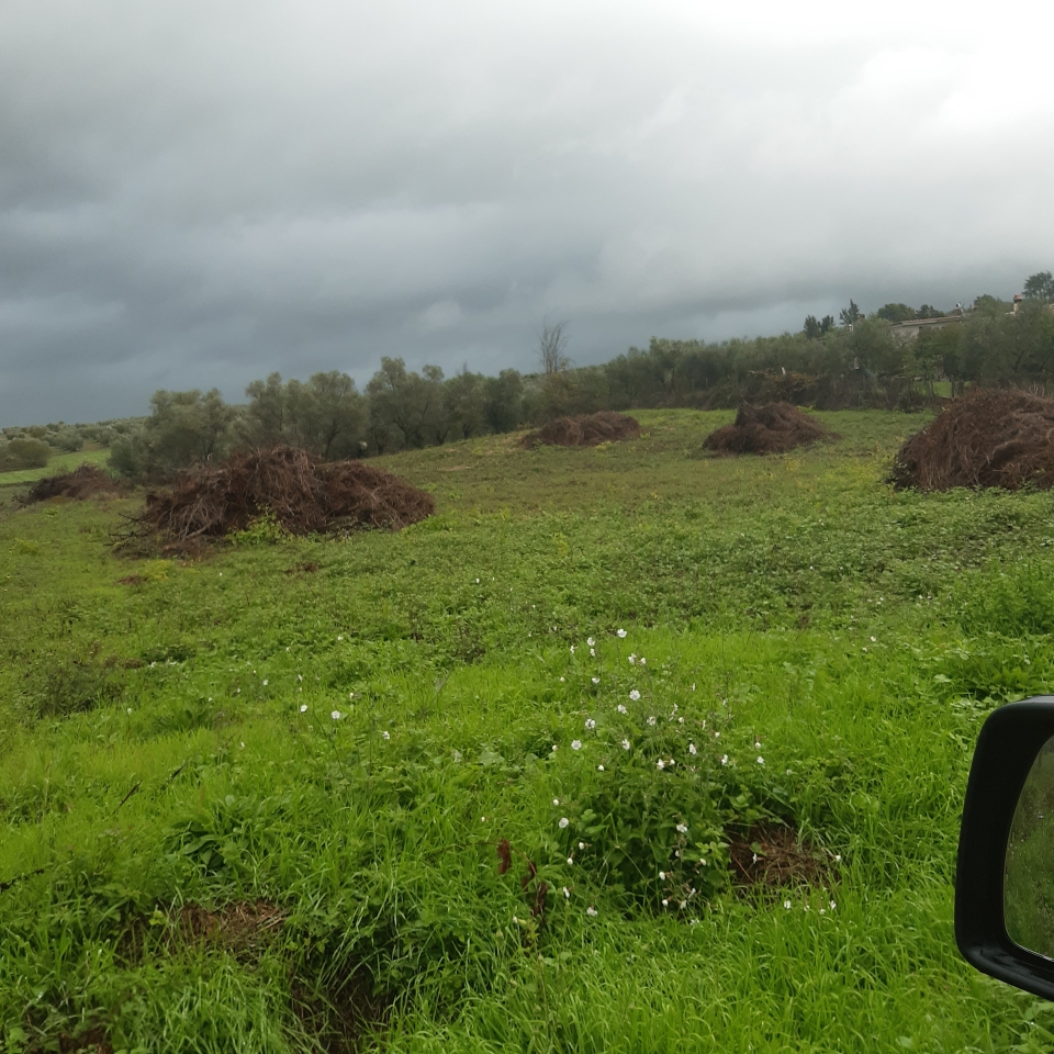 Terreno agricolo in vendita a Palombara Sabina
