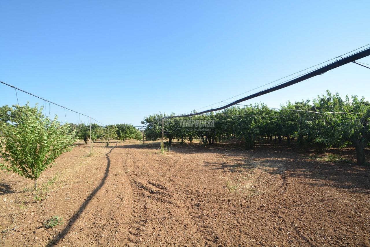 Terreno agricolo in vendita a Gioia Del Colle