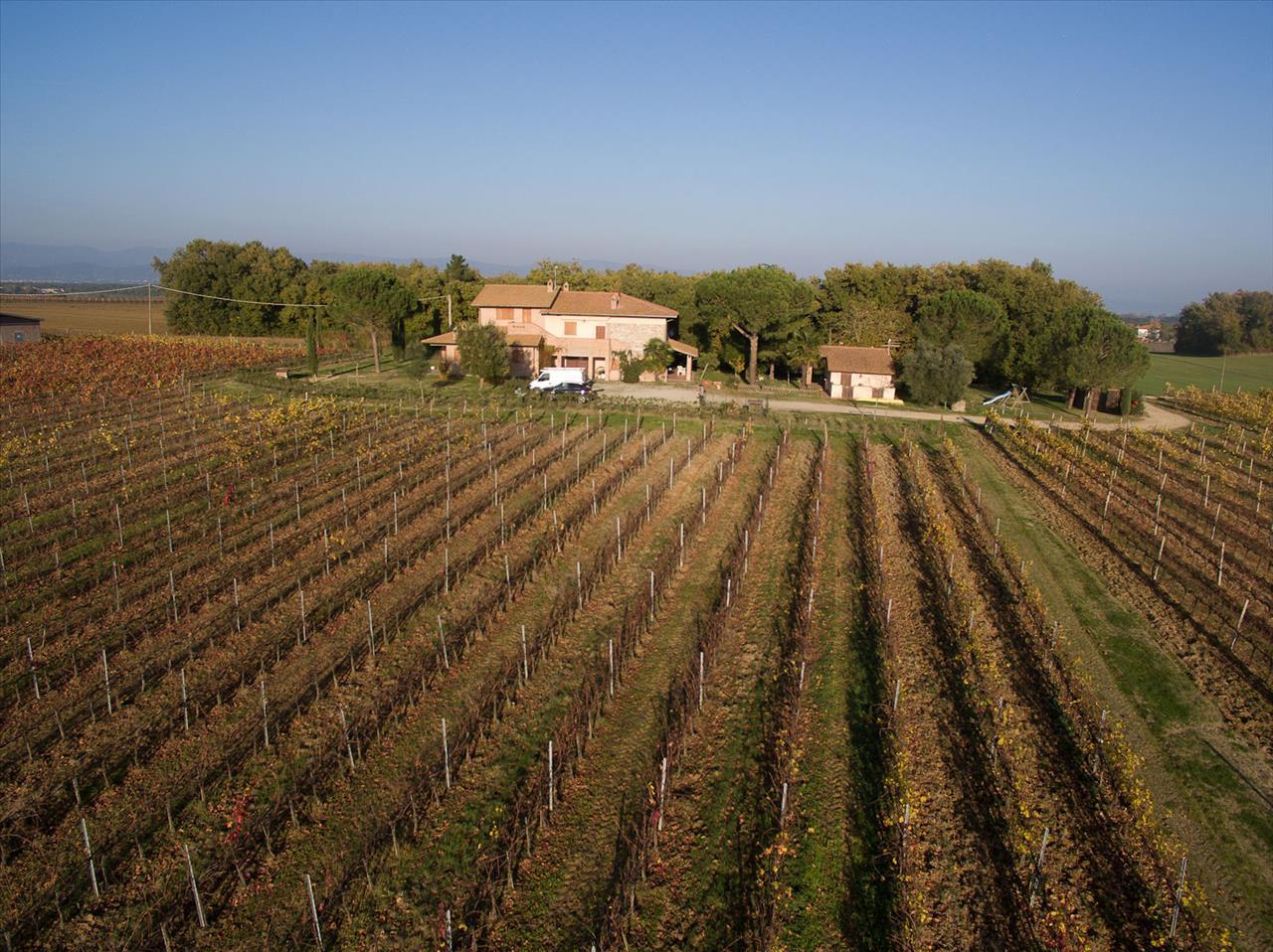 Azienda agricola in vendita a Castiglione Del Lago