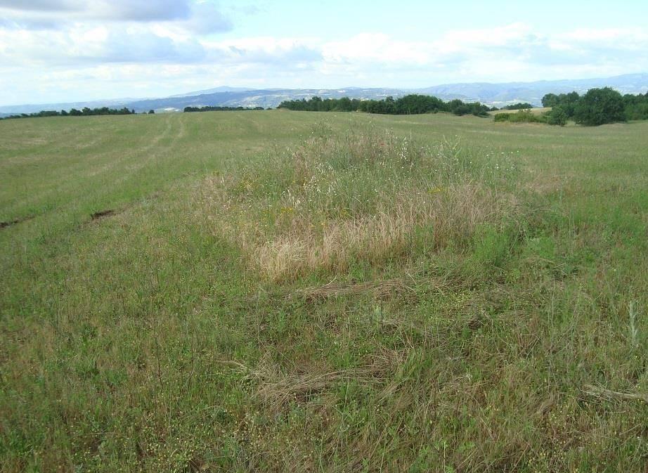 Azienda agricola in vendita a Orvieto