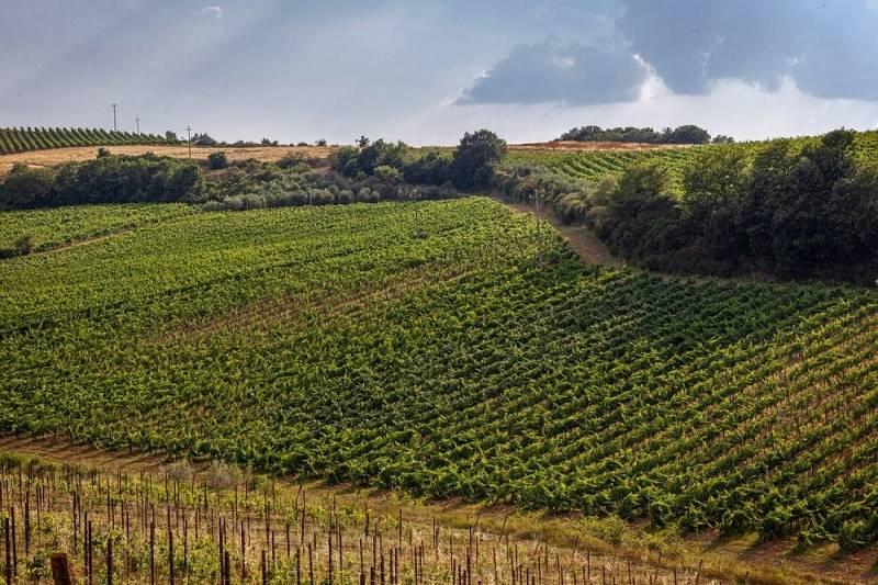 Azienda agricola in vendita a Montepulciano