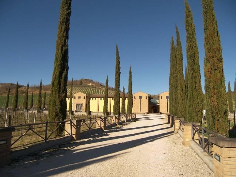 Esercizio commerciale in vendita a Ficulle