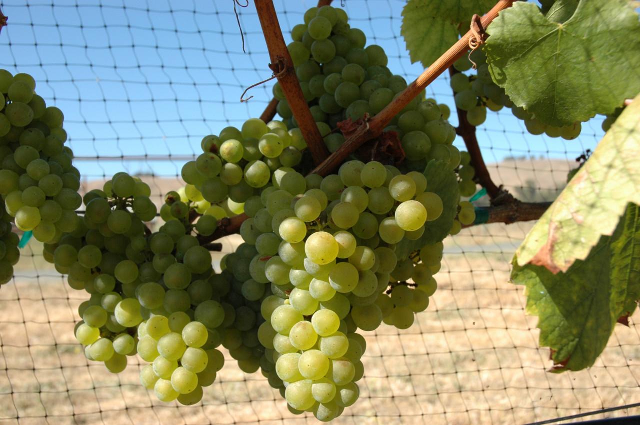 Terreno agricolo in vendita a Appiano Sulla Strada Del Vino