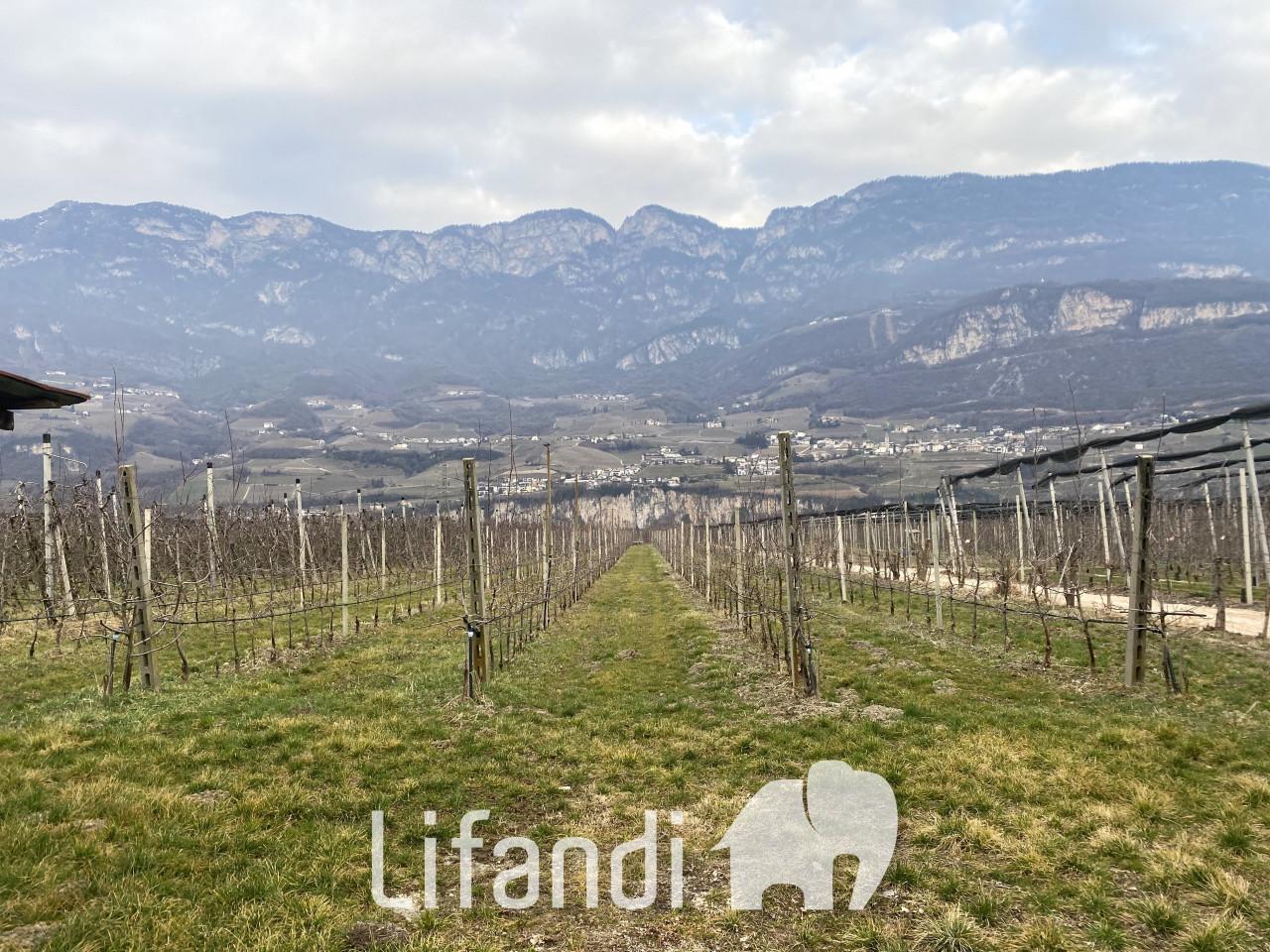 Terreno agricolo in vendita a Cortaccia Sulla Strada Del Vino