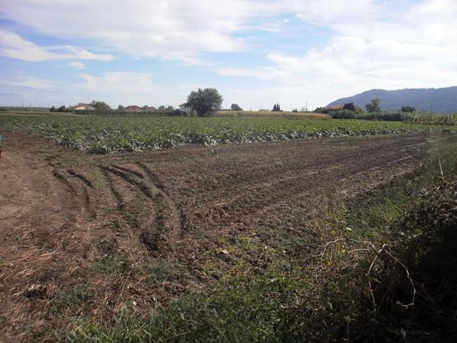 Terreno agricolo in vendita a Sarzana