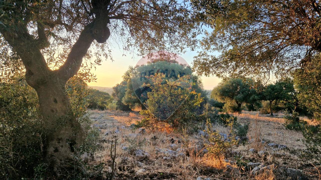 Terreno agricolo in vendita a Monopoli