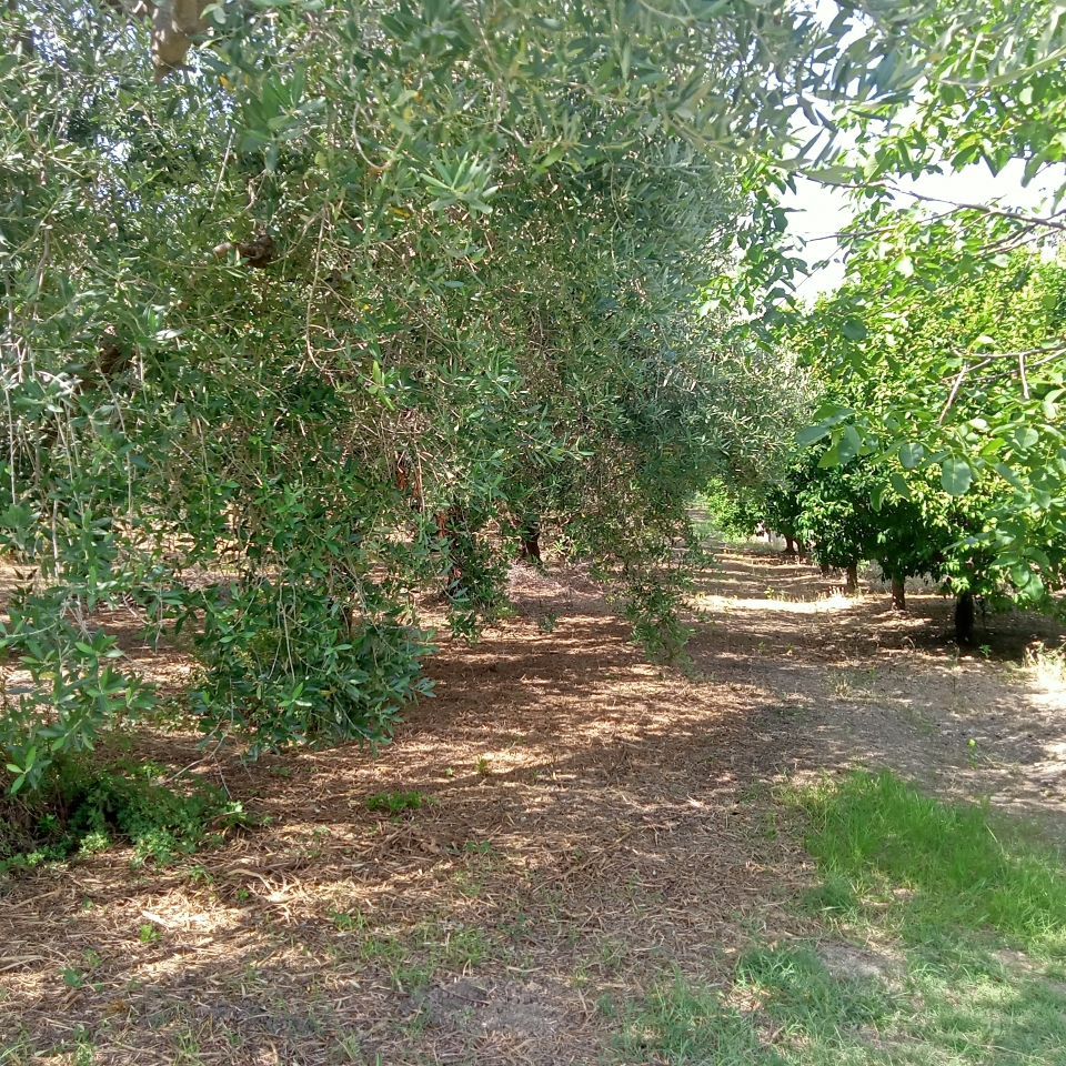 Terreno agricolo in vendita a Vasto