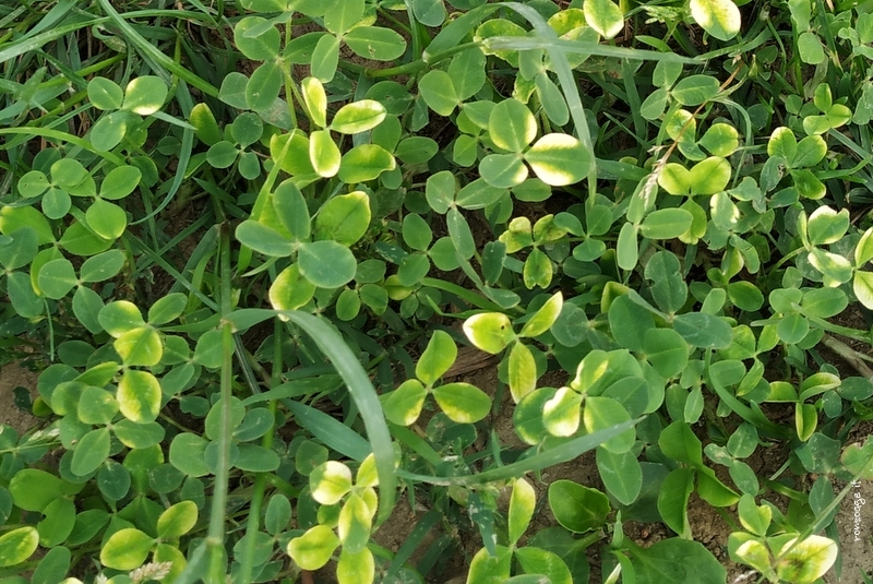 Terreno edificabile in vendita a Camisano Vicentino