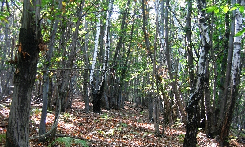 Terreno agricolo in vendita a Amelia