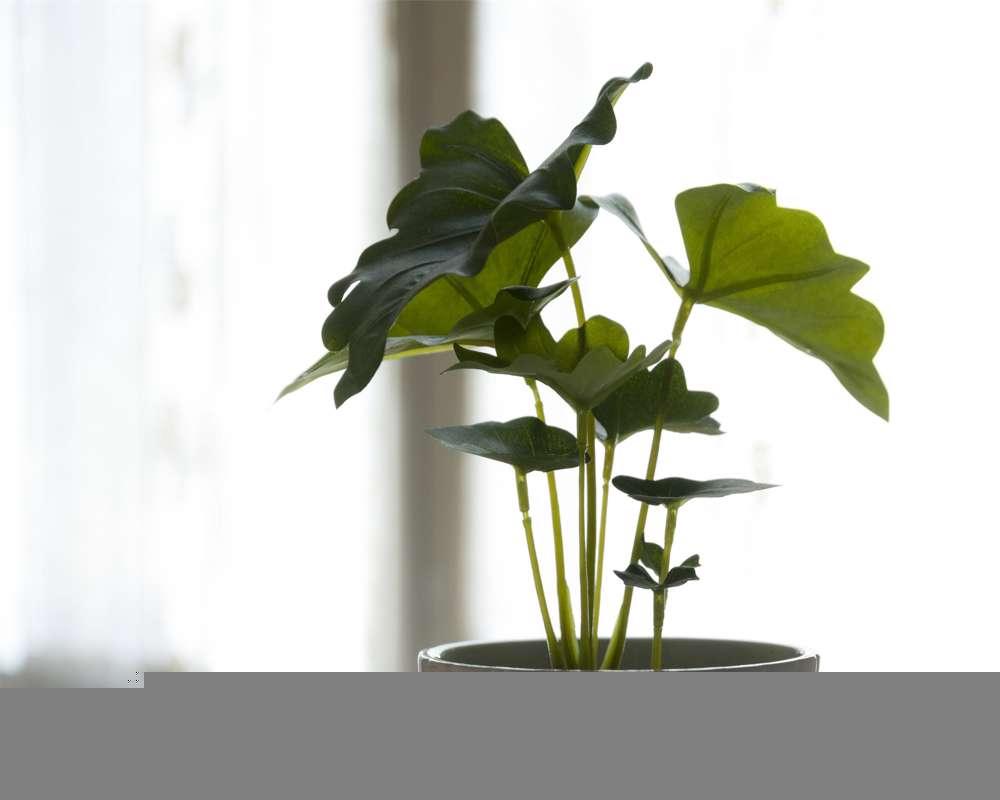 Stanza/Camera in affitto a Milano