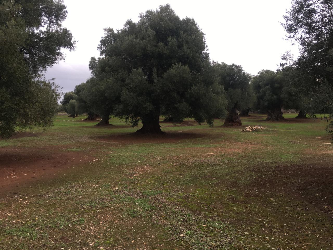 Parcheggio in vendita a Fasano