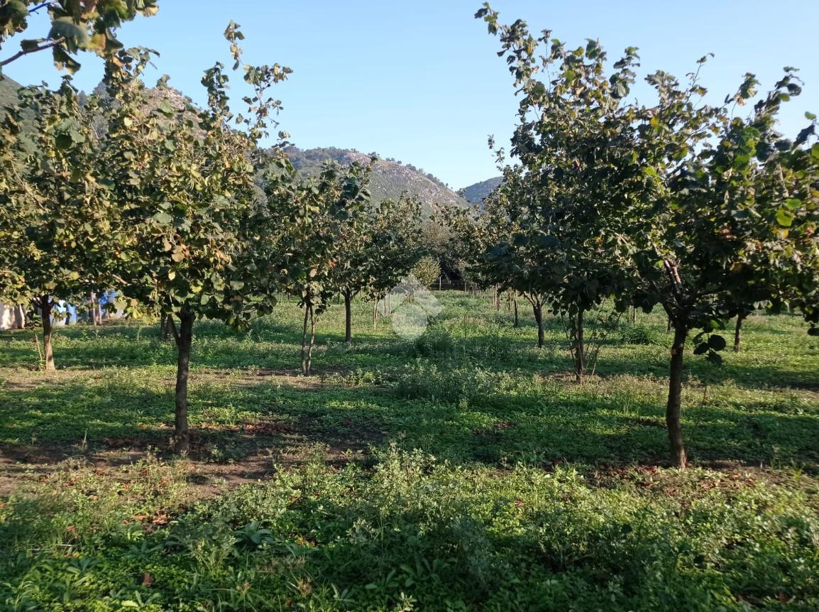 Terreno agricolo in vendita a Montoro
