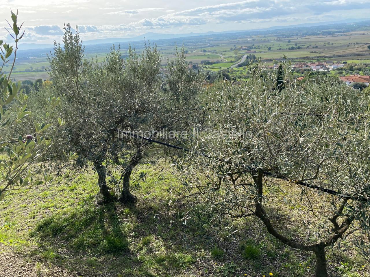 Terreno agricolo in vendita a Cortona