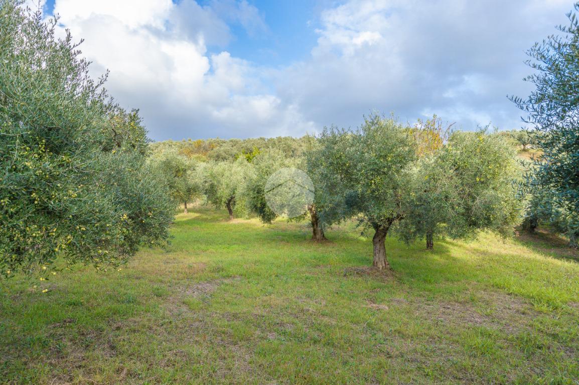 Terreno agricolo in vendita a Marcellina