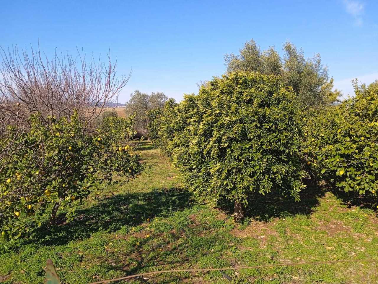 Terreno agricolo in vendita a Siracusa