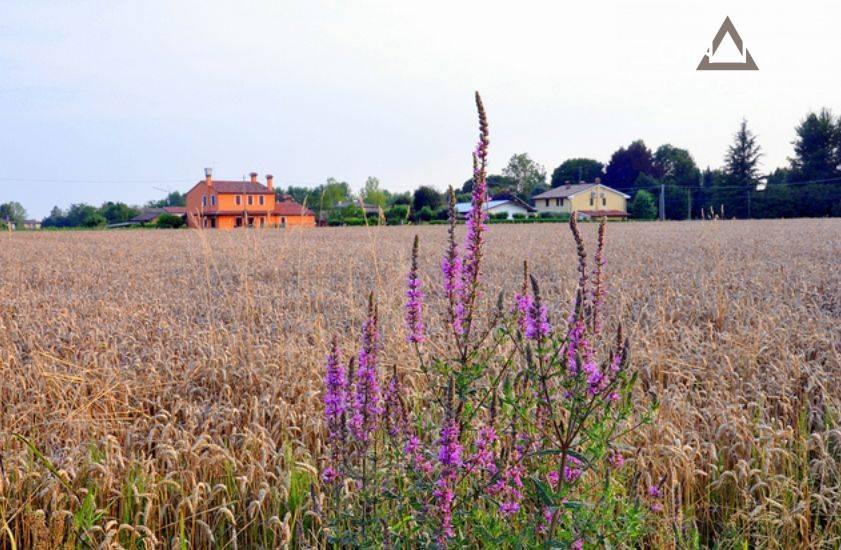 Terreno agricolo in vendita a Riese Pio X