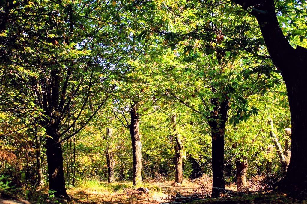Terreno agricolo in vendita a Piovene Rocchette