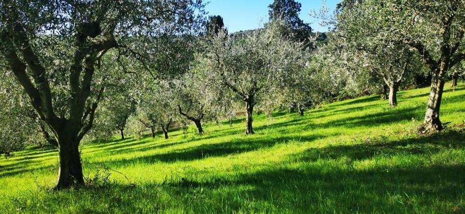 Terreno edificabile in vendita a Rosignano Marittimo