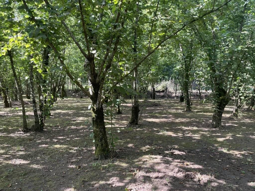 Terreno agricolo in vendita a Serino