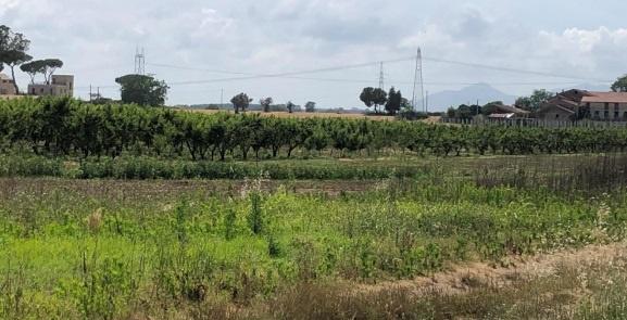 Terreno agricolo in vendita a Pignataro Maggiore
