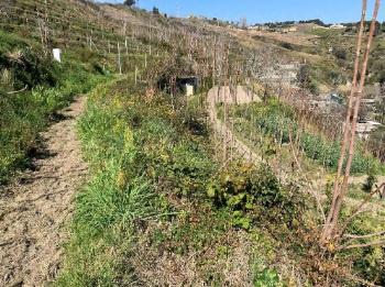 Terreno agricolo in vendita a Pozzuoli