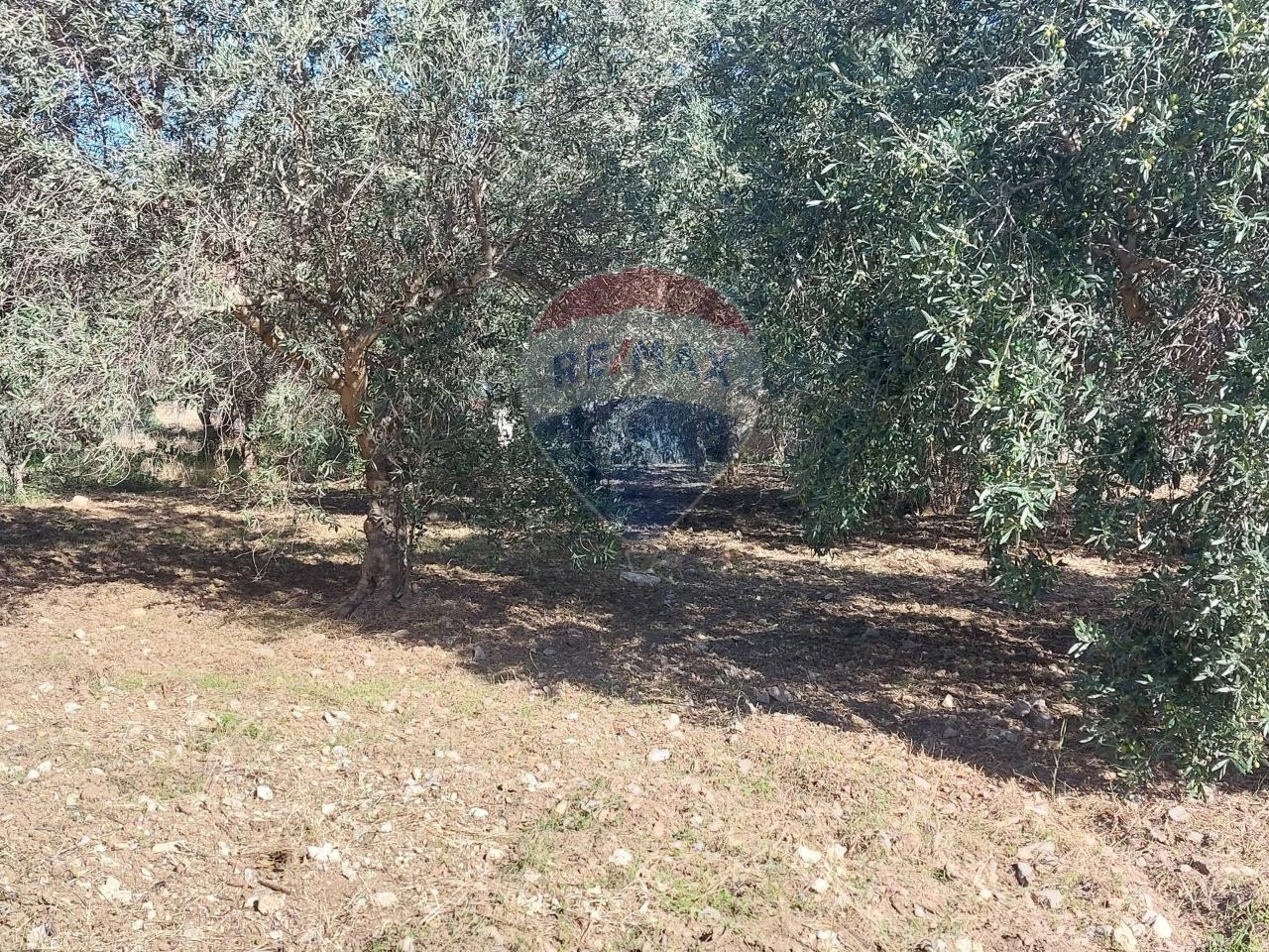 Terreno agricolo in vendita a Terrasini
