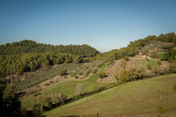 Terreno agricolo in vendita a Spoleto