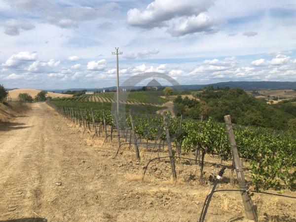 Azienda agricola in vendita a Cinigiano