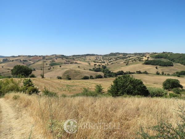 Terreno agricolo in vendita a Cinigiano