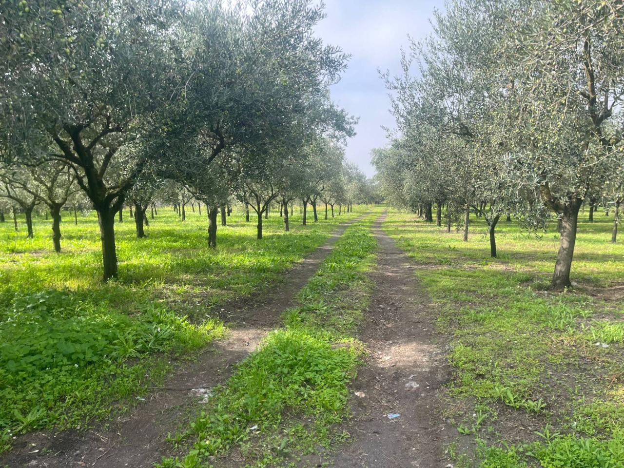 Terreno agricolo in vendita a Terzigno