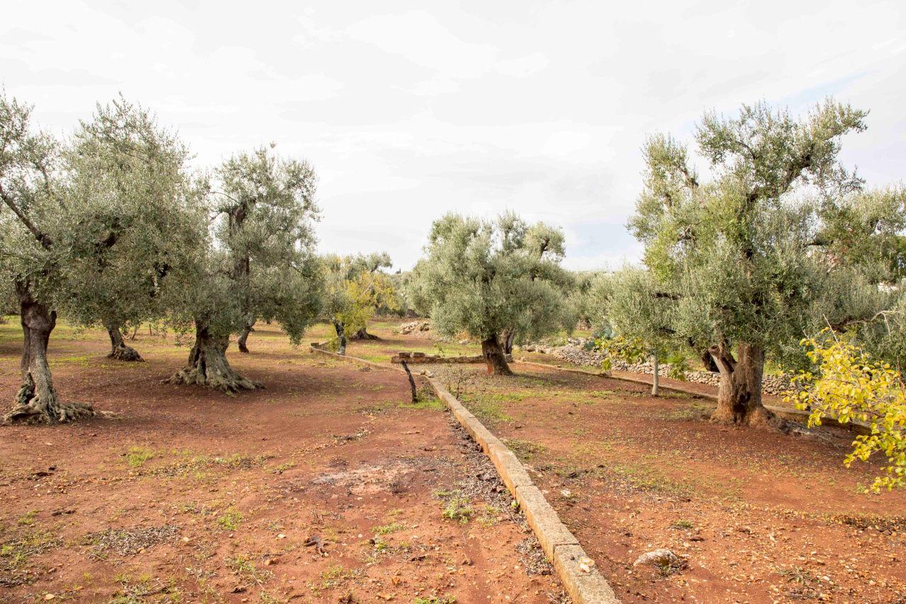 Terreno edificabile in vendita a Ostuni