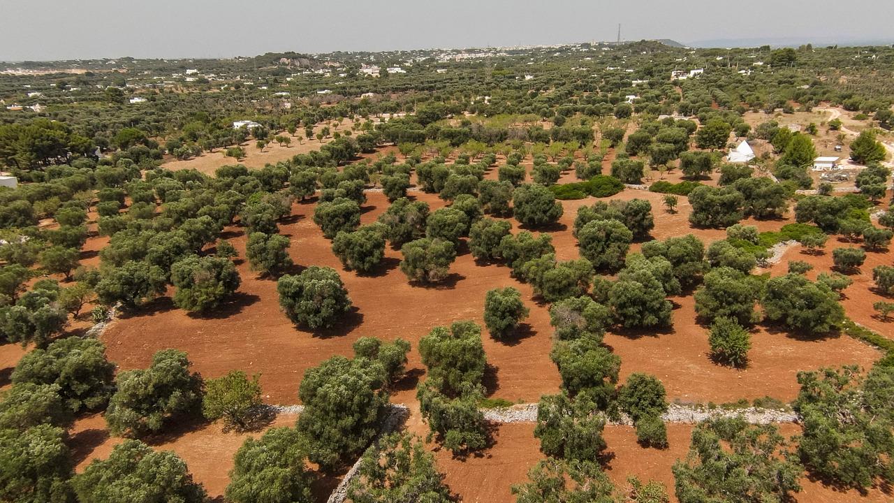 Terreno edificabile in vendita a Carovigno