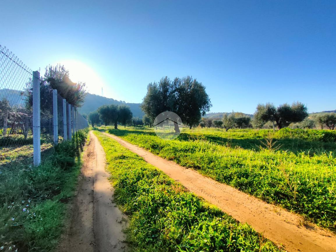 Terreno edificabile in vendita a Luzzi