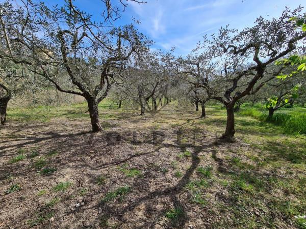 Terreno agricolo in vendita a Torgiano