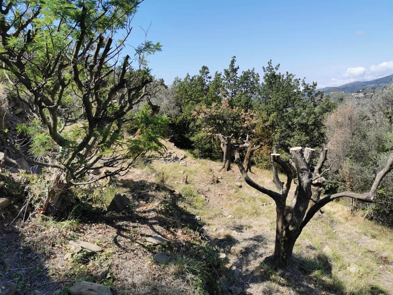 Terreno edificabile residenziale in vendita a San Biagio Della Cima